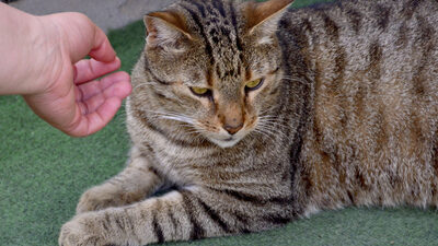 Bulfleet: Когато българският флот владееше Космоса